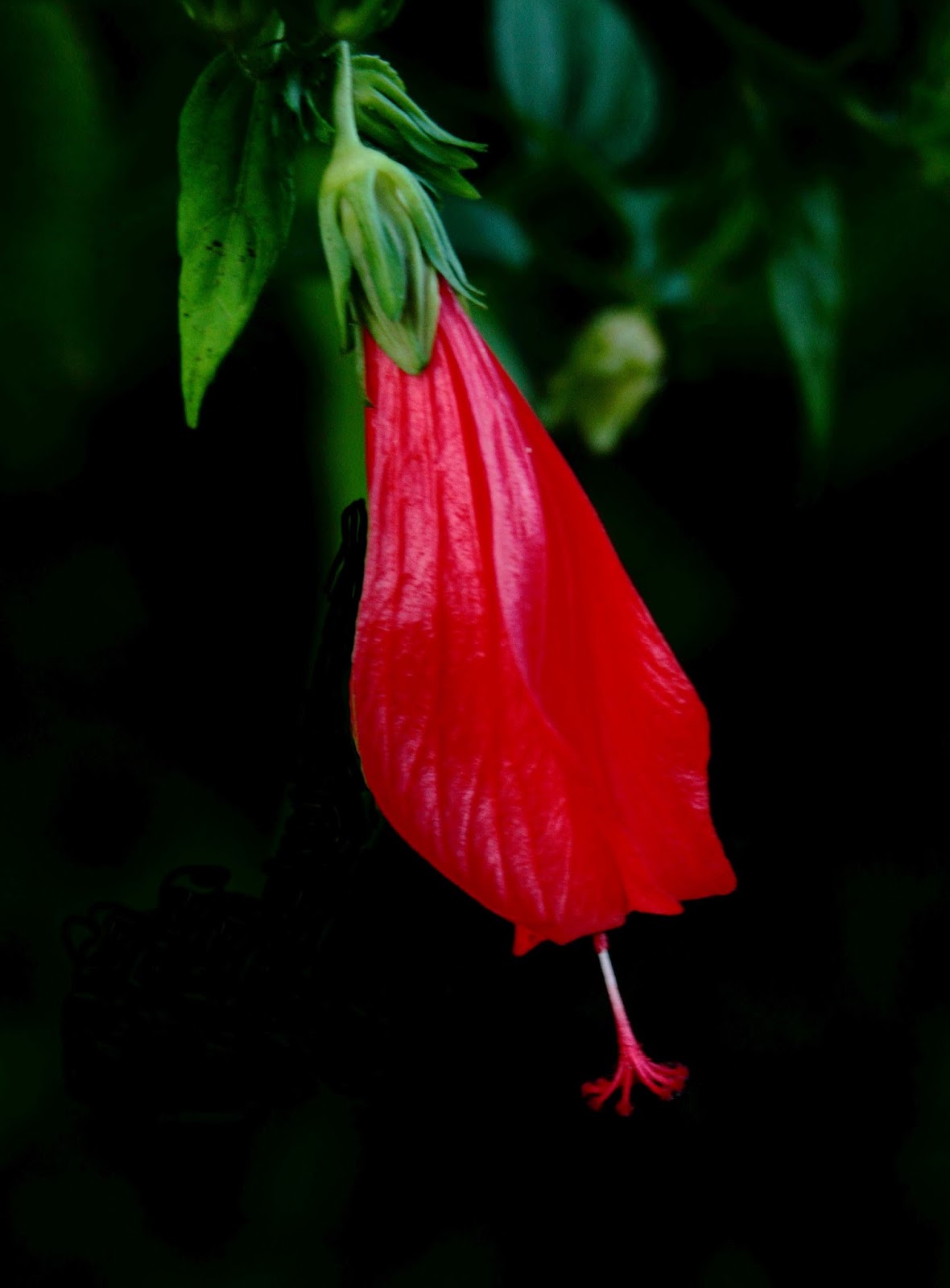 Randomview: Turk's Cap