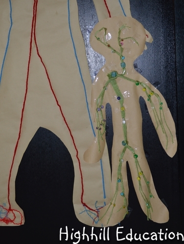 Highhill Homeschool: Human Body - Week 22 - Lymphatic System