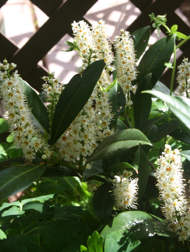 Our Garden Journal: The "Comeback Kids": Dwarf Cherry Laurel
