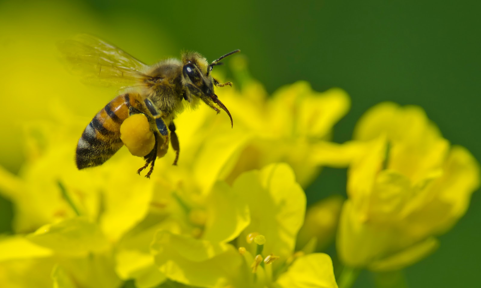 Leven: Zon, bloemen en insecten