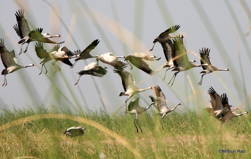 Mithun: Bird Photography