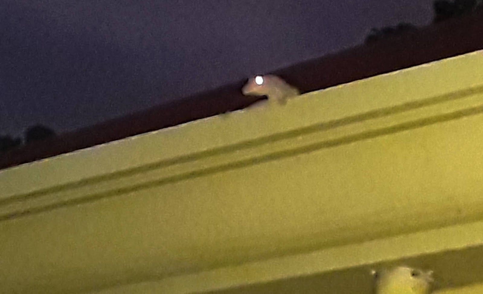 PHILIPPINE DESTINY: Butiki And Tuko Lizards Of The Philippines