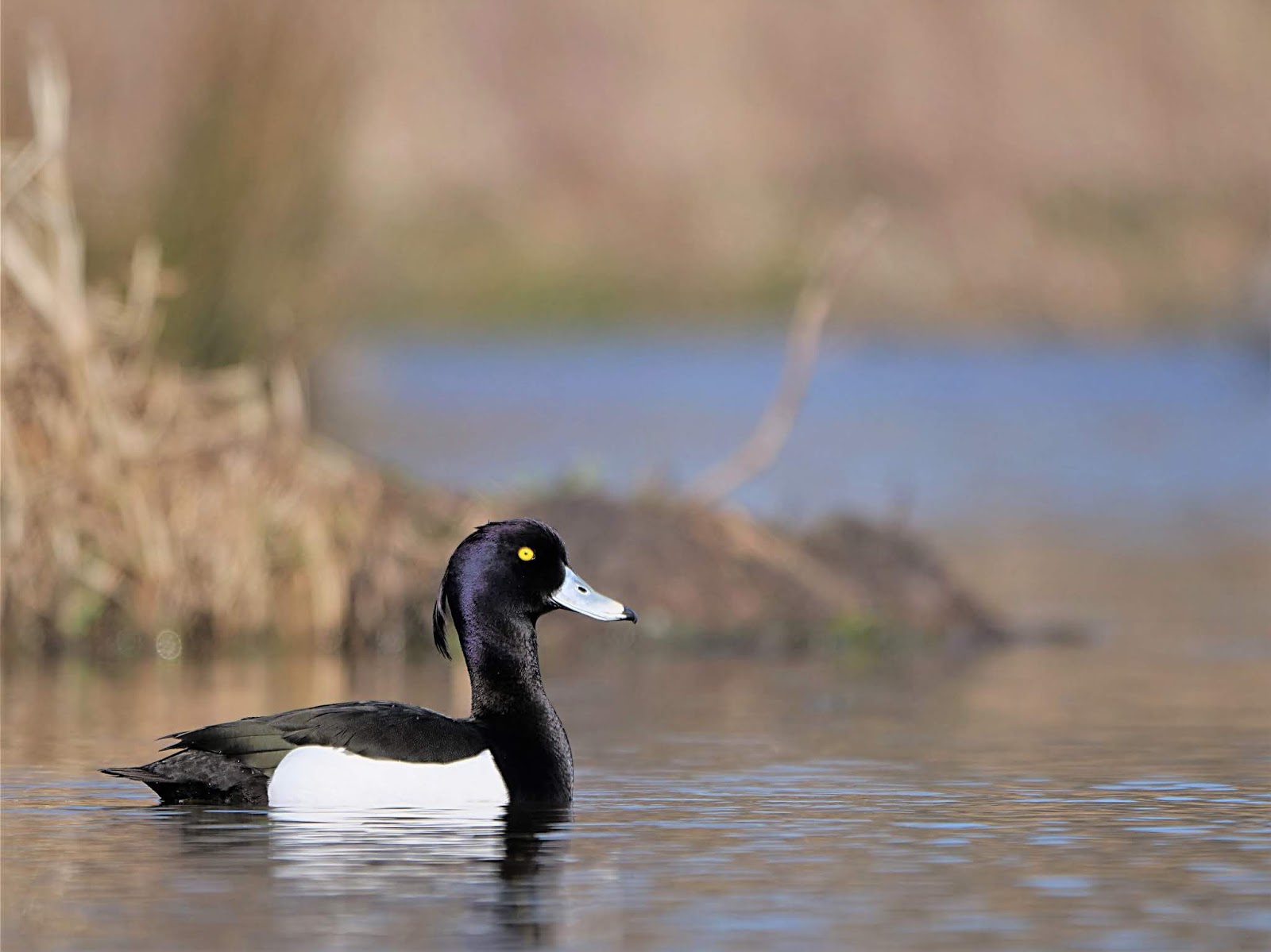 AMSTERDAMSE WATERLEIDINGDUINEN AWD: Pullen
