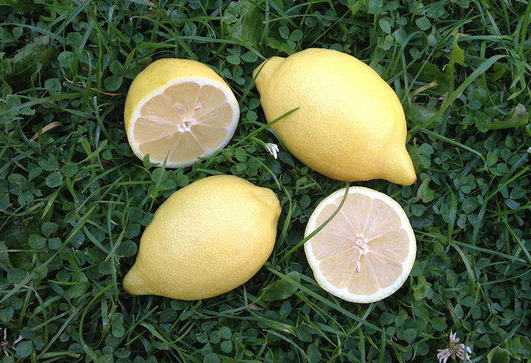 When Life Gives You Lemons..... | Sophia's Choice Green Family Lifestyle