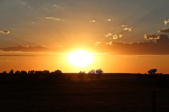 Executive Sires, Inc.: Nebraska Sunset at Stoltz Exotics
