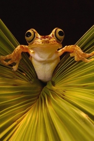 iPhoneZone: 20+ Most Beautiful Examples of Frog Wallpapers for iPhone