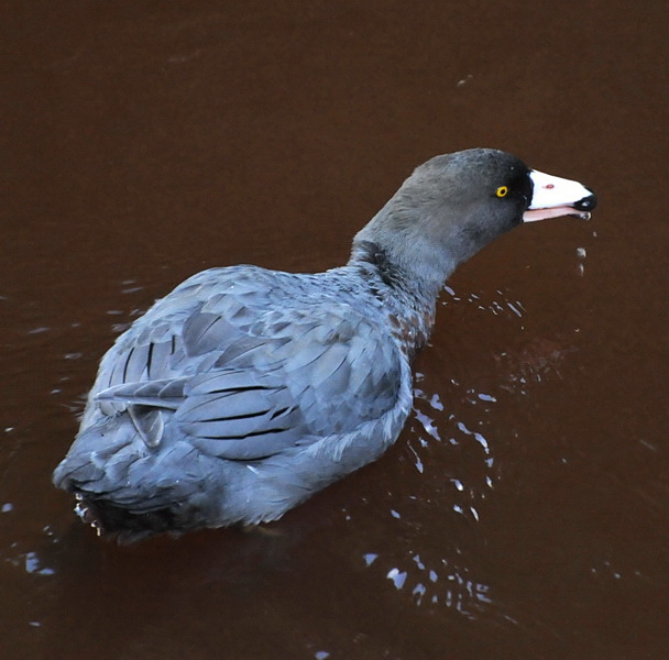 A Wandering Naturalist: New Zealand: Blue Duck Country