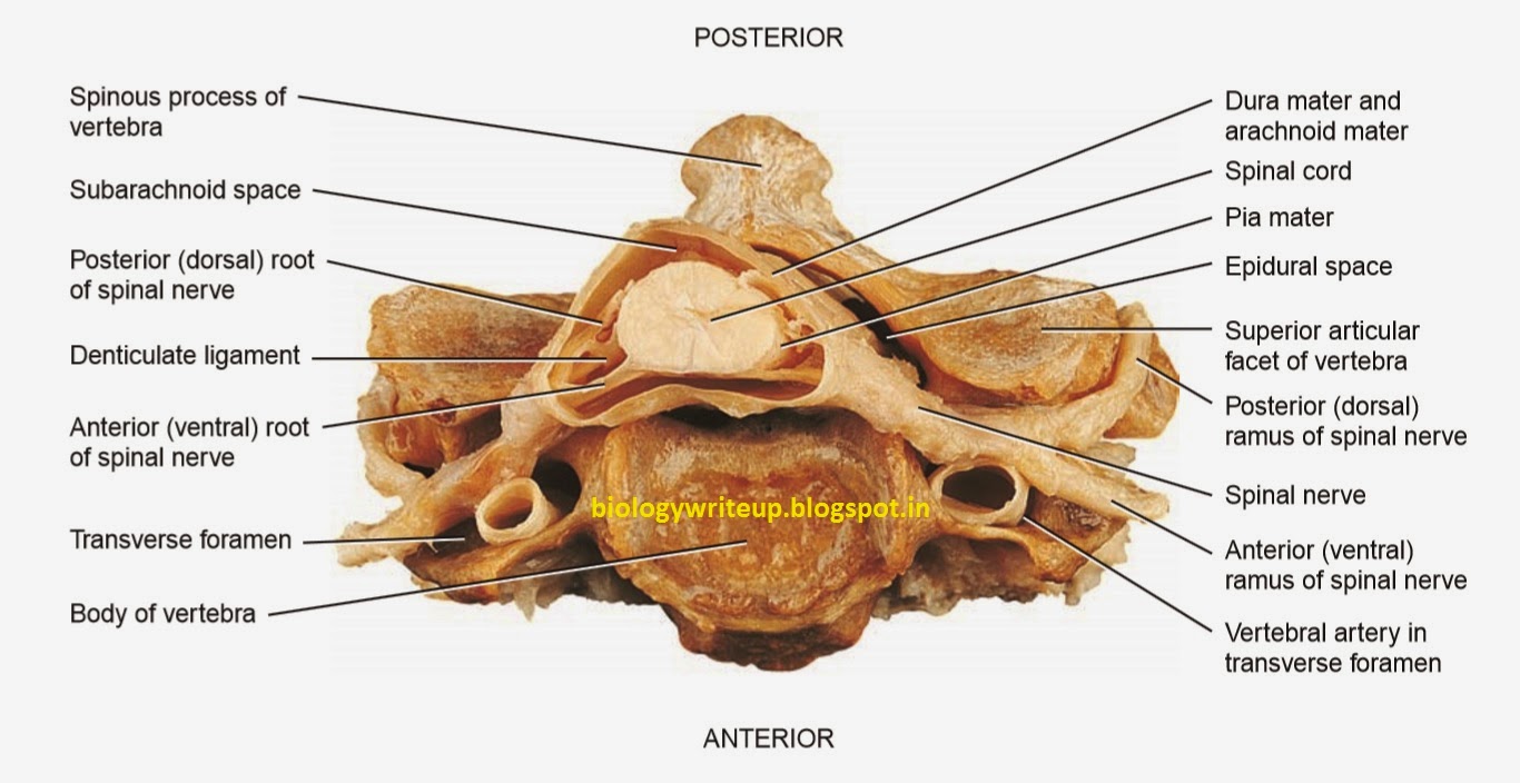BIOLOGY WRITE-UP - BIOLOGY ARTICLES: FEATURES OF SPINAL CORD ...