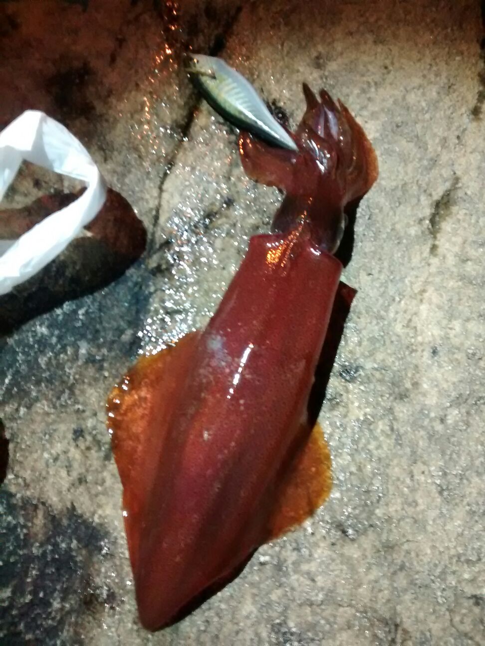 Xelaya-Gijon Poteras Artesanas de Asturias