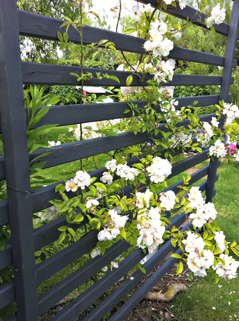 Hannah´s delicious garden: Spaljé - vilken stil ska man välja?