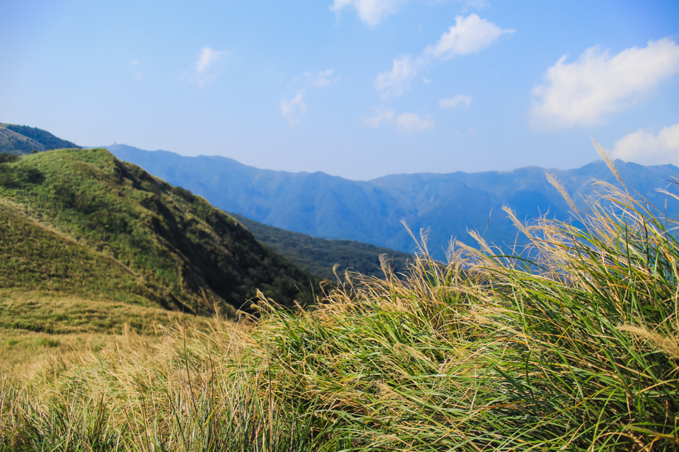 ink + adventure: Exploring Yangmingshan: QingTianGang Grasslands