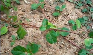 agelessindianherbs: Mookirattai (Boerhavia diffusa)