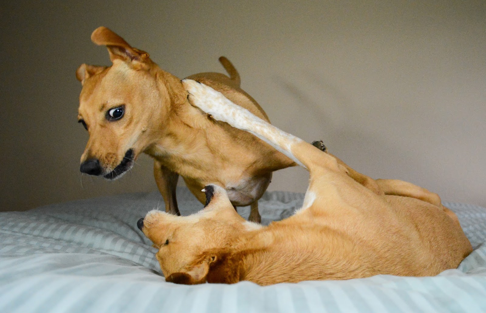 ZoePhee: Professional Dog Models!