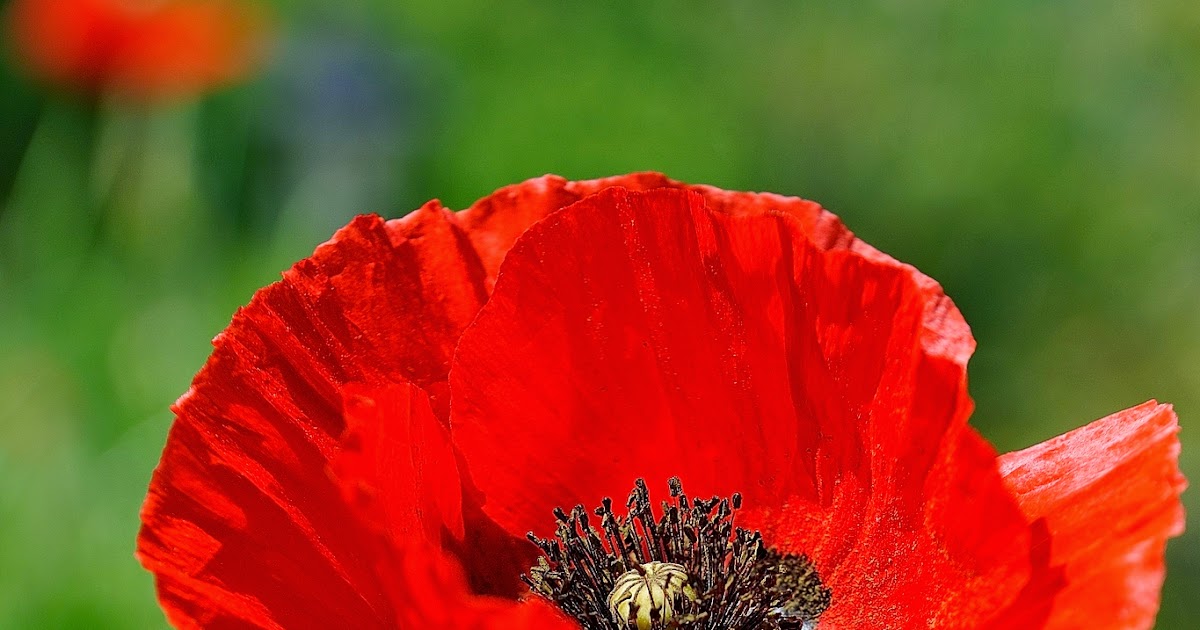 Au delà du cliché: Coquelicot