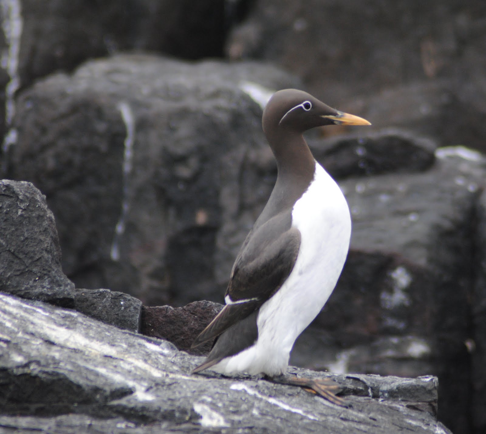 Weird Bridled Guillemot - Serenity Farne Islands Boat Tours and Trips