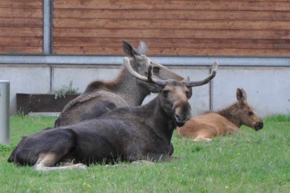 ZOOTOGRAFIANDO (6.100 ANIMALS): ALCE EUROASIÁTICO / EURASIAN ELK (Alces ...