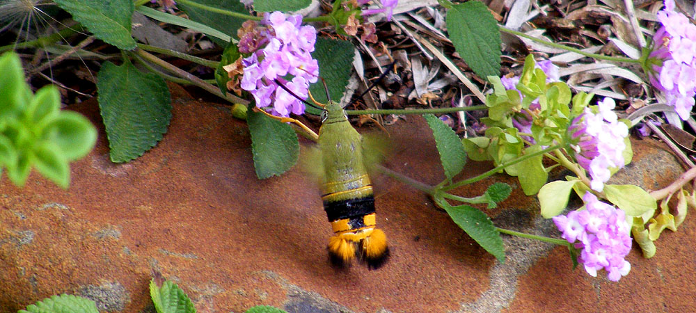 Days on the Claise: Australian Bee Hawk Moth