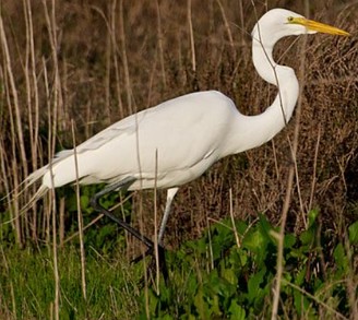 VIDA & MAGIA: AVES BRASILEIRAS - GARÇA BRANCA