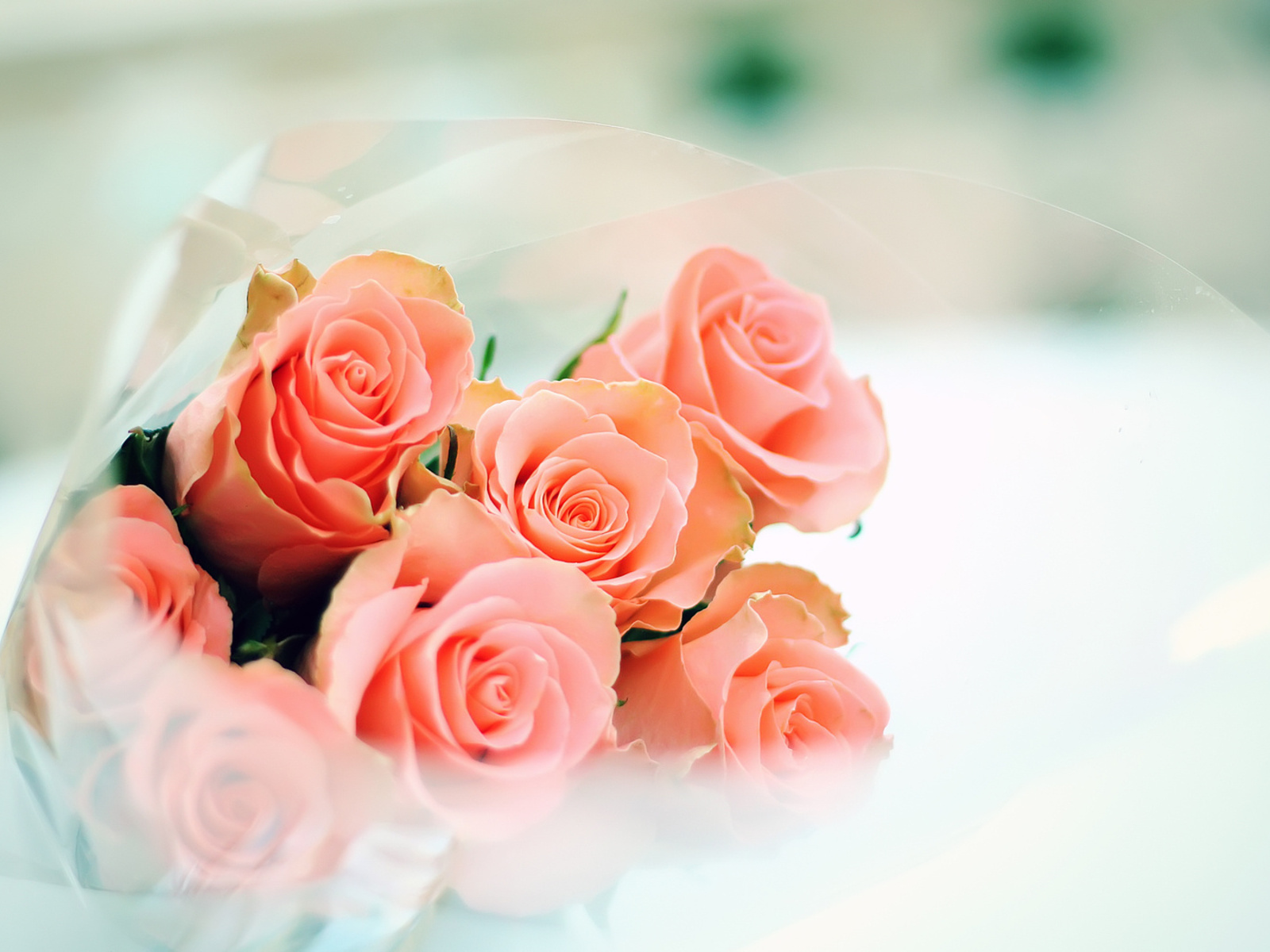 Fotografías de rosas color salmón