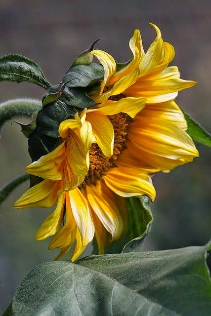 Sunflower in Friday Morning | Backyards Click