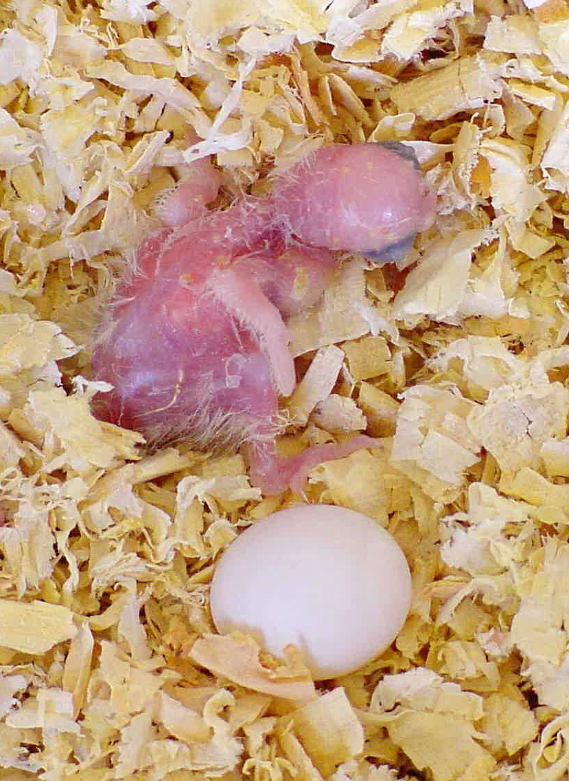 Uncategorized | Parrotlet Babies