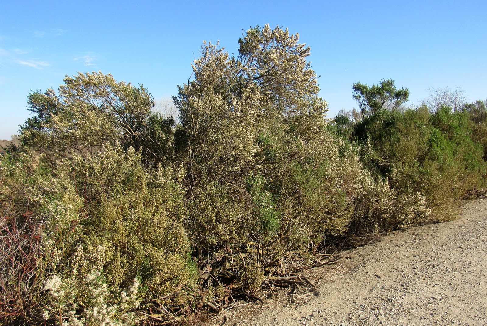 Coyote Brush of California's Coastal Scrub and Chaparral