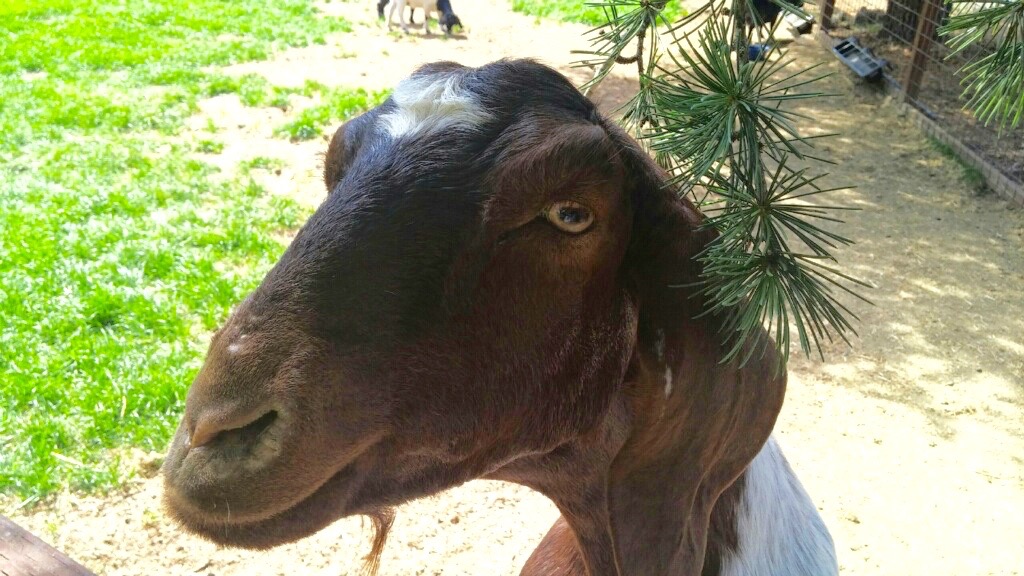 Abstracts from the Goat Farm: Dealing Goats