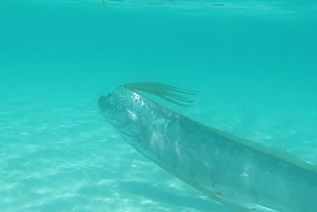 White Wolf : See Rare Video of a Giant Oarfish Swimming (Video)