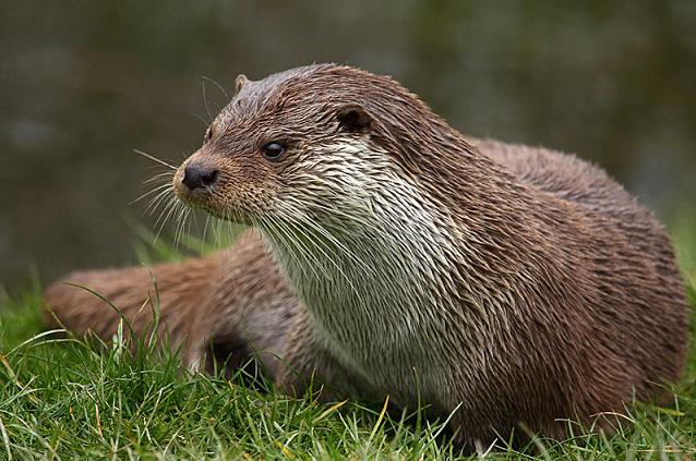 Fauna do Parque Natural de Sintra-Cascais - Made In Portugal