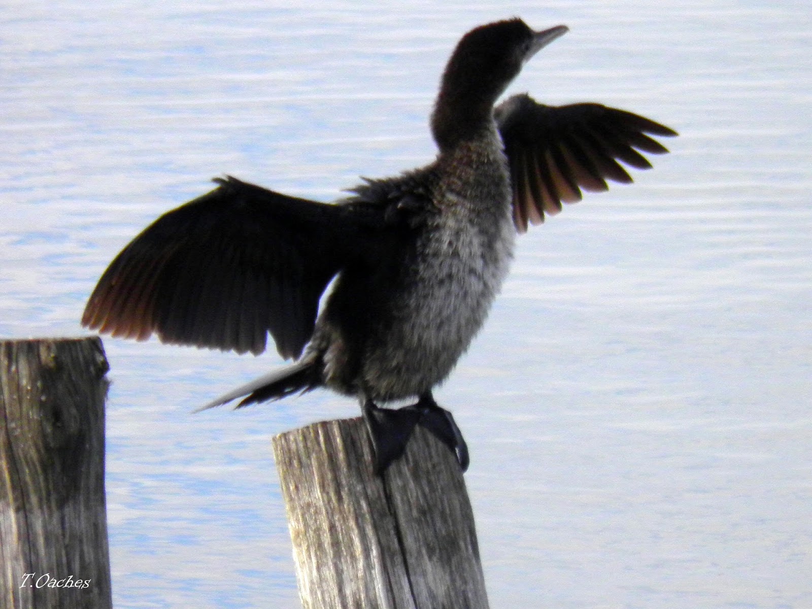 PASARI DIN ROMANIA: CORMORAN MIC, Microcarbo pygmeus