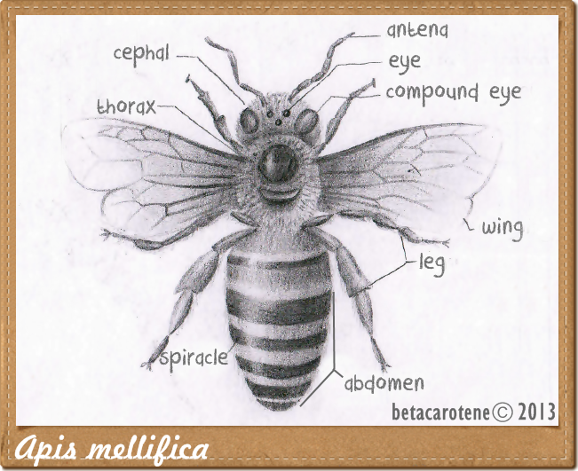 ARTHROPODA SKETCH ~ Betacarotene