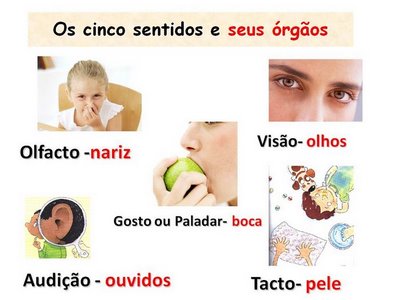 Os Sistemas do Corpo Humano: Sistema Nervoso e Sistema Sensorial