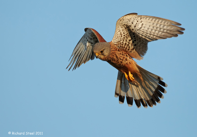 Birding Is Fun!: Birds of the Bible - Part Two