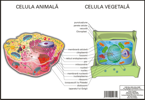 Biologia : Tesuturile vegetale