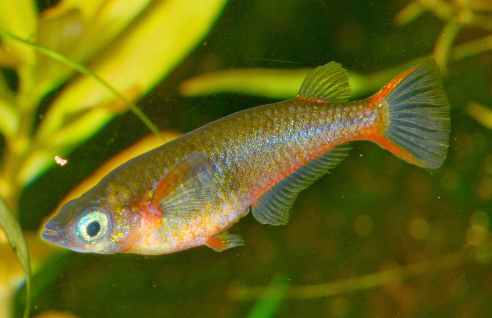 Studio Kwaak: "Daisy's Ricefish" Oryzias woworae.