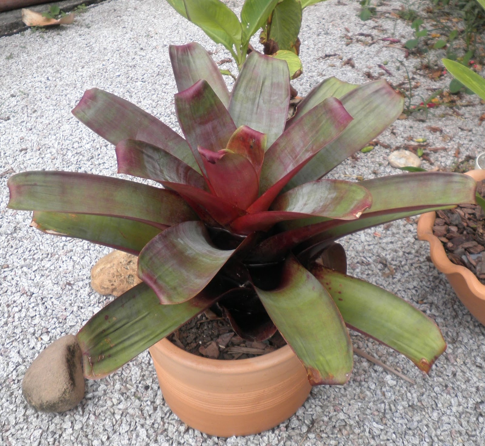 Jardim Tupiniquim: Bromélia Imperial (Alcantarea imperialis)