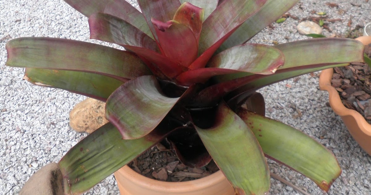 Jardim Tupiniquim: Bromélia Imperial (Alcantarea imperialis)