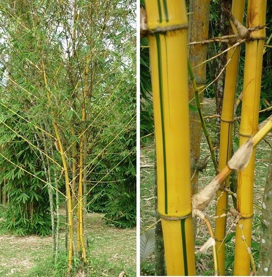 YellowBamboo: BULUH KUNING (Berjalur Hijau)
