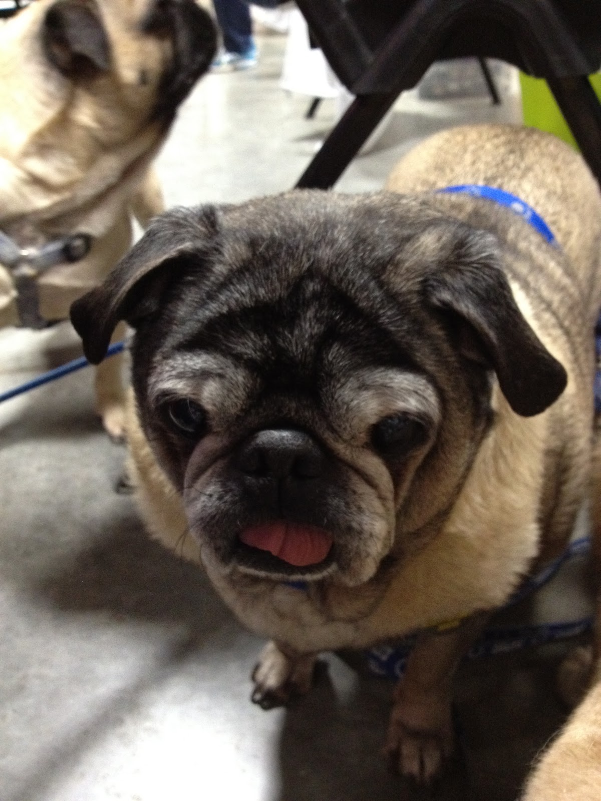 The Pugs Strike Back: March In The Pugs - 2012