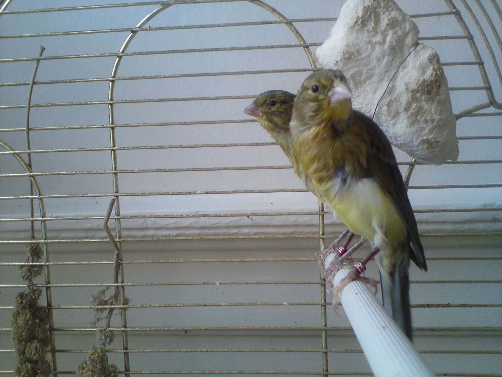 a scotch fancy canary blog