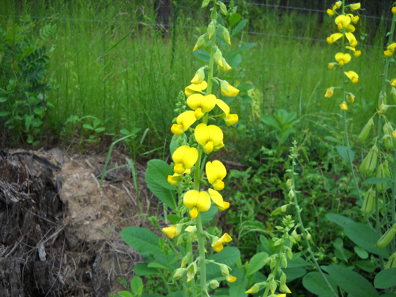 Gold Hill Plant Farm: Crotalaria