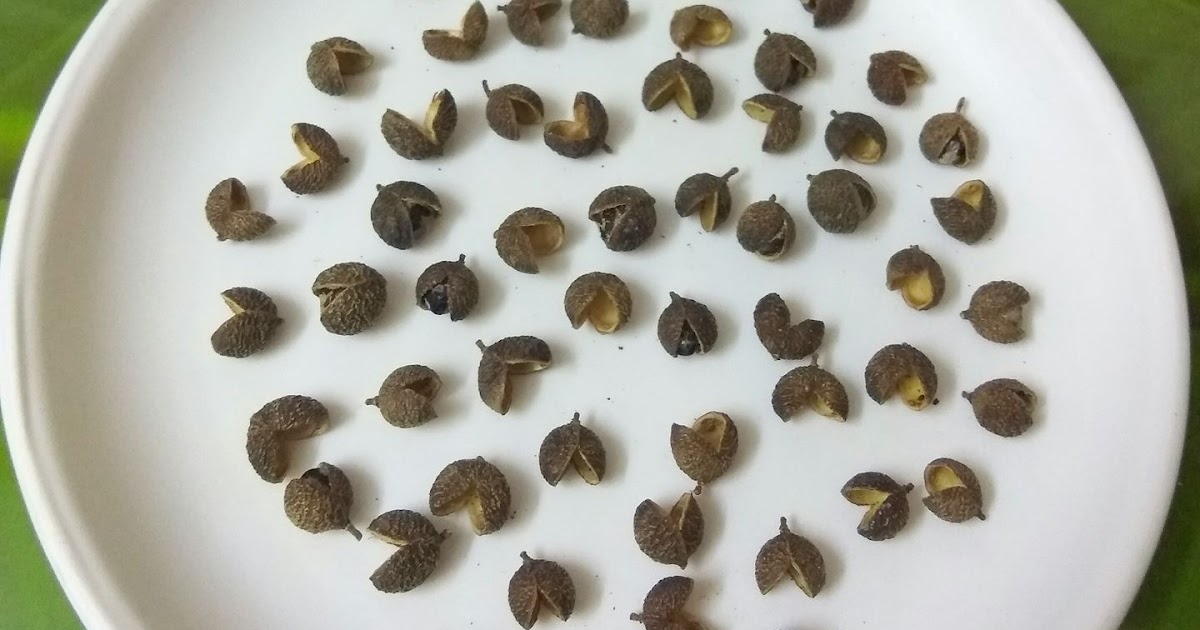 Cooking With Geetha: TEPPAL KADHI / SIZCHUAN PEPPER & COCONUT KADHI