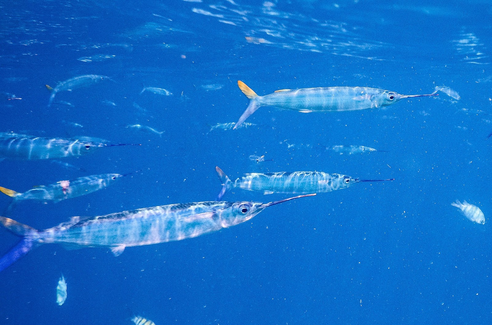 Cannundrums: Ballyhoo (fish)