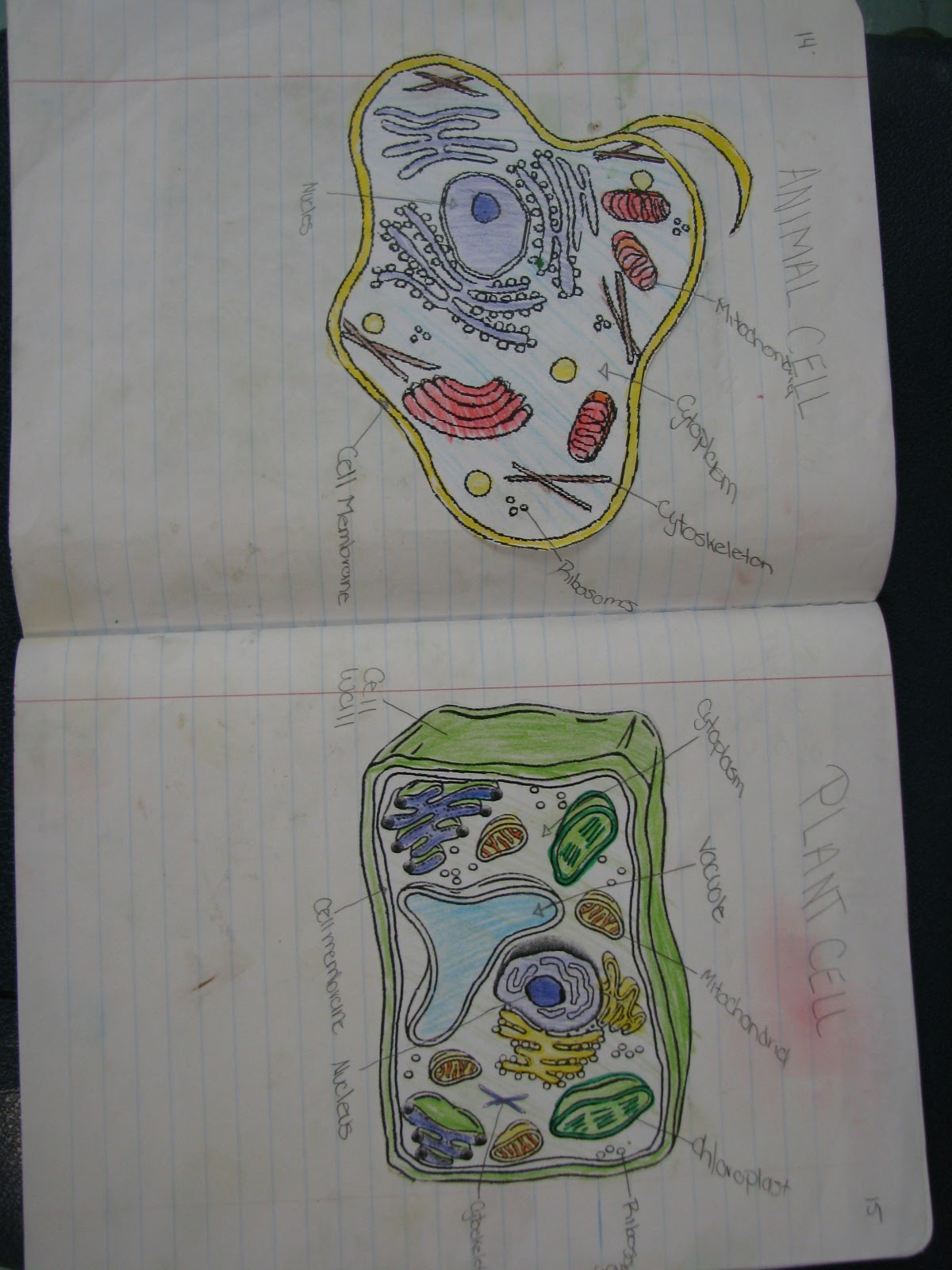 Teaching the Kid: The Cell Project!