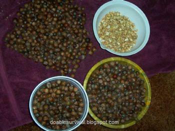 Survival and Preparedness on a Budget: Acorn Flour Making