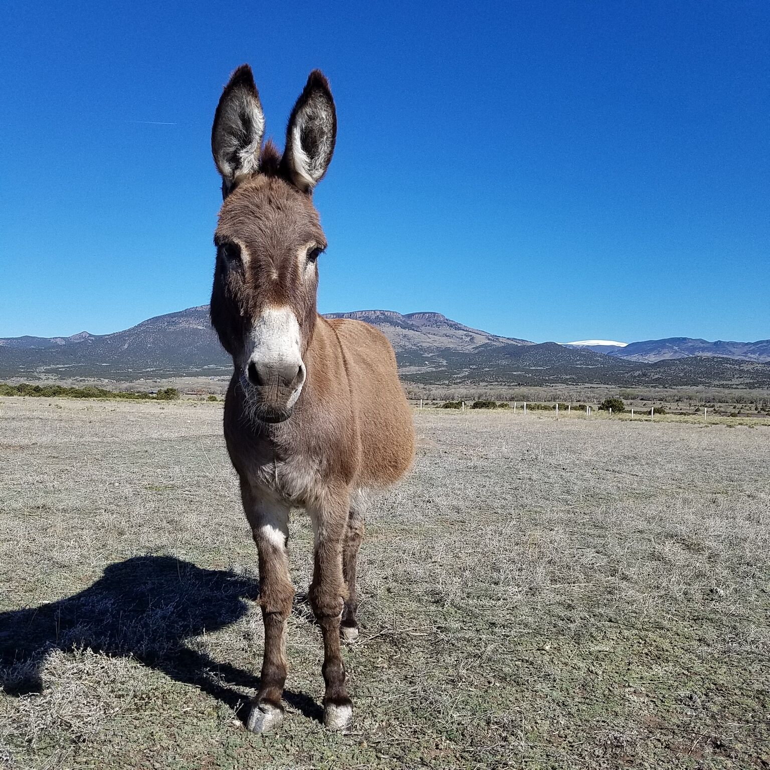 Forever Home Donkey Rescue: WHEN BORED JUST GO OUT AND TROMP THRU THE ...