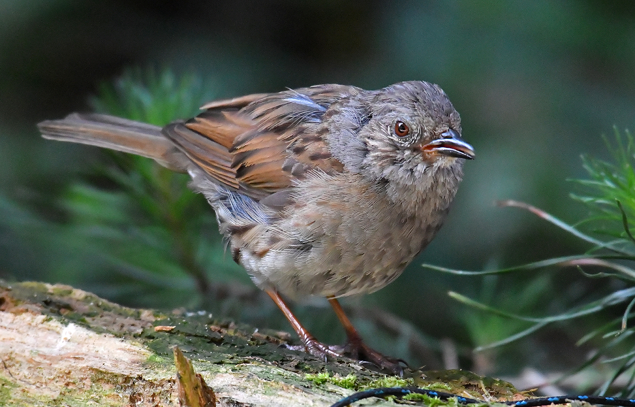 Jozef van der Heijden - Natuurfotografie: De Heggenmus (Prunella modularis)