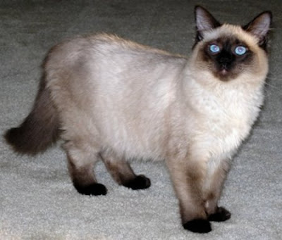 Balinese (cat) | The Life of Animals
