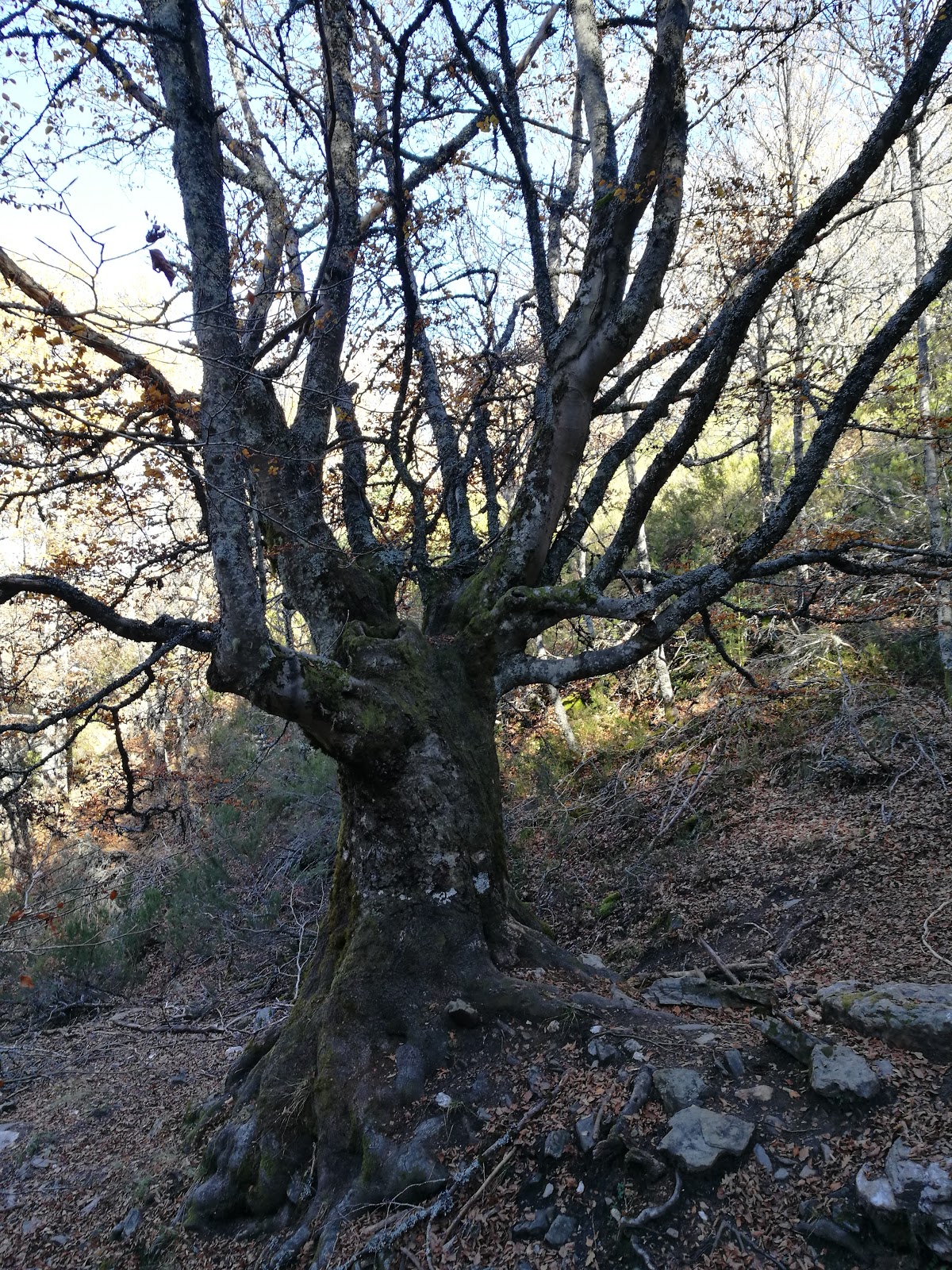 Wikiloc | Ruta Hayedo de la Pedrosa, Riofrío de Riaza