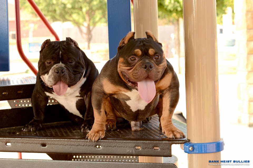 TOYSOLDiER BULLY PHOTOS